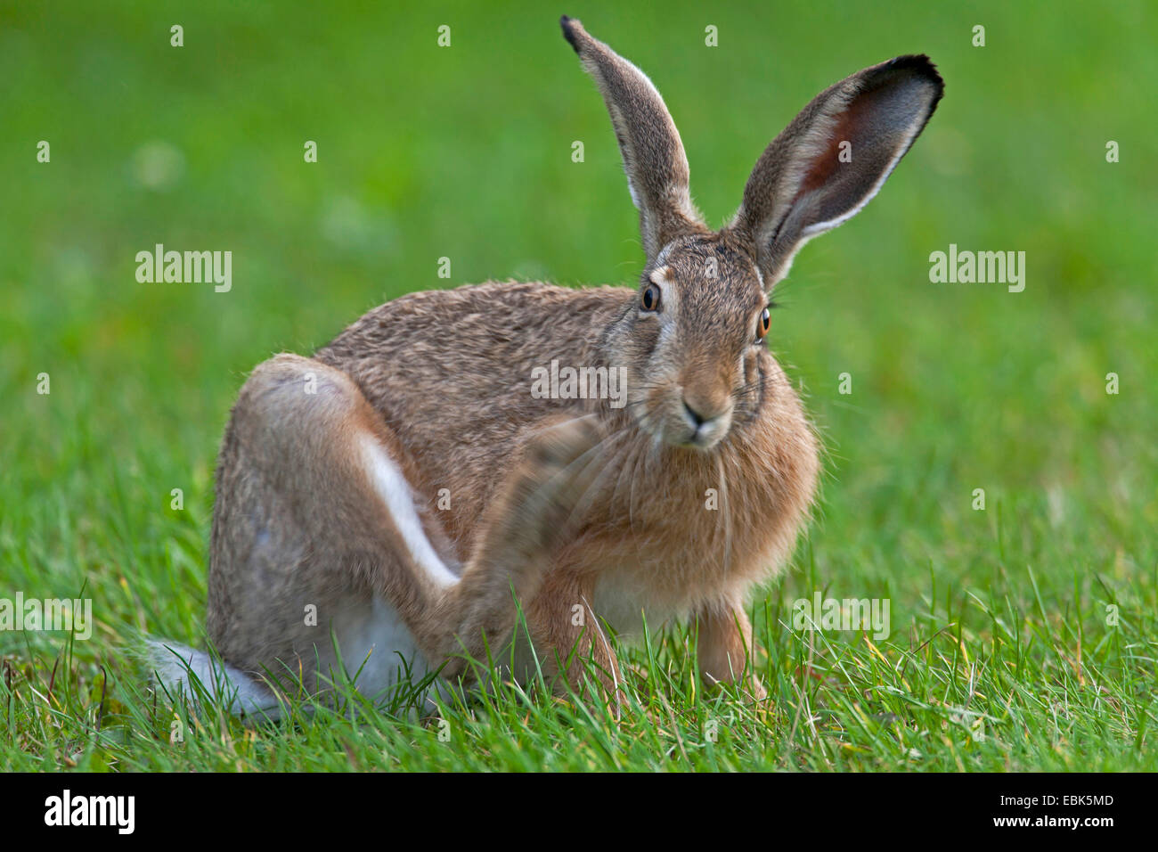 Leg pads hi-res stock photography and images - Alamy