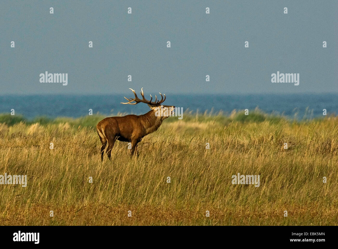 Alpha deer hi-res stock photography and images - Alamy