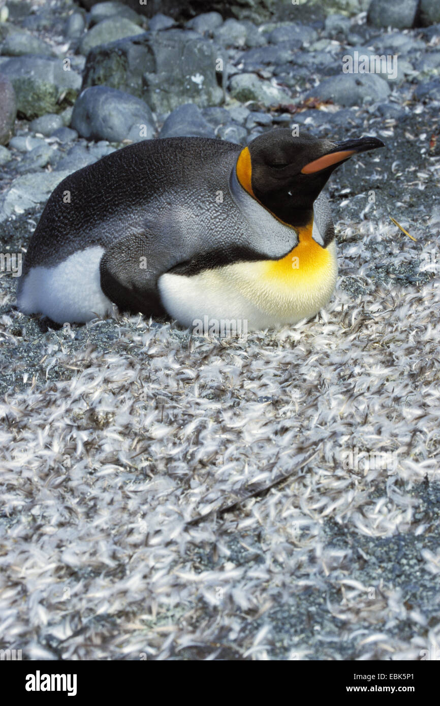 king penguin (Aptenodytes patagonicus), after moult, Antarctica ...