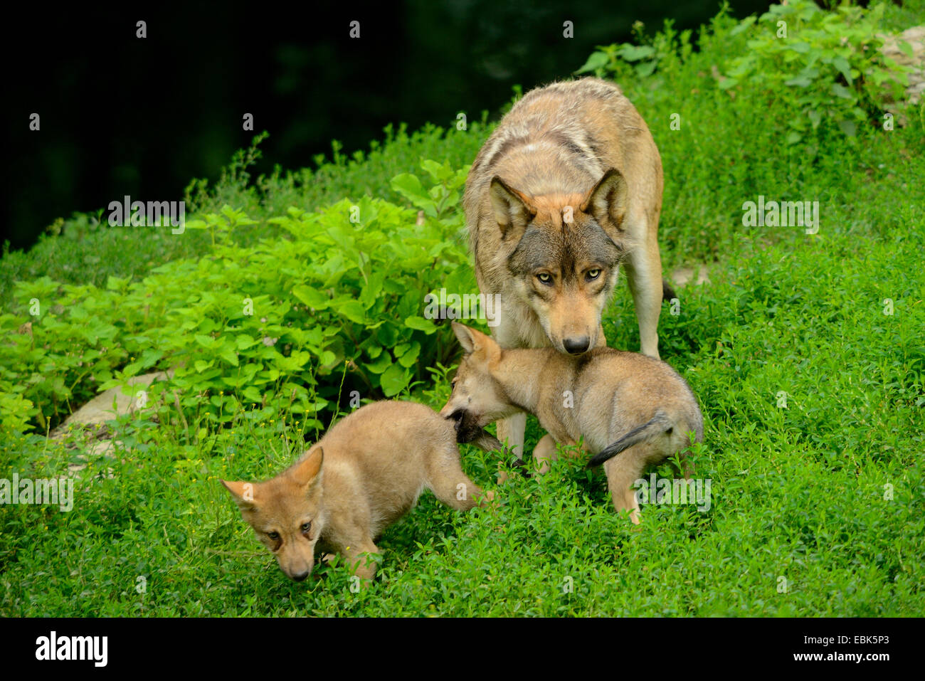 timber wolf (Canis lupus lycaon), two wolf cups with their mother Stock ...