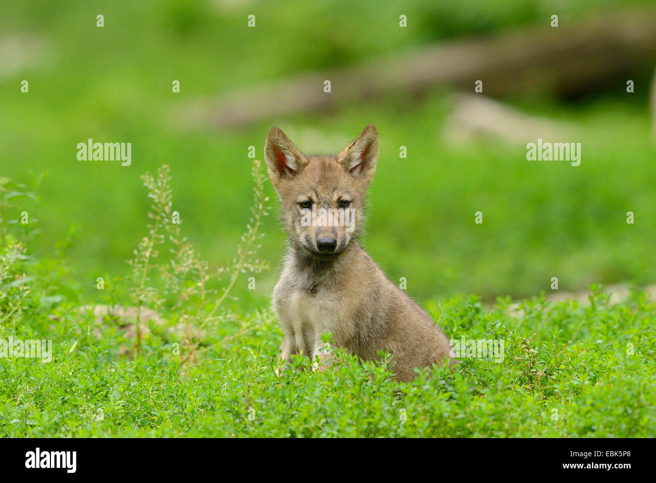 timber wolf (Canis lupus lycaon), wolf cup sitting in herbs Stock Photo ...
