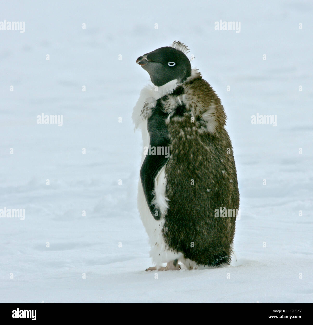 adelie penguin (Pygoscelis adeliae), young bird molting, Antarctica ...