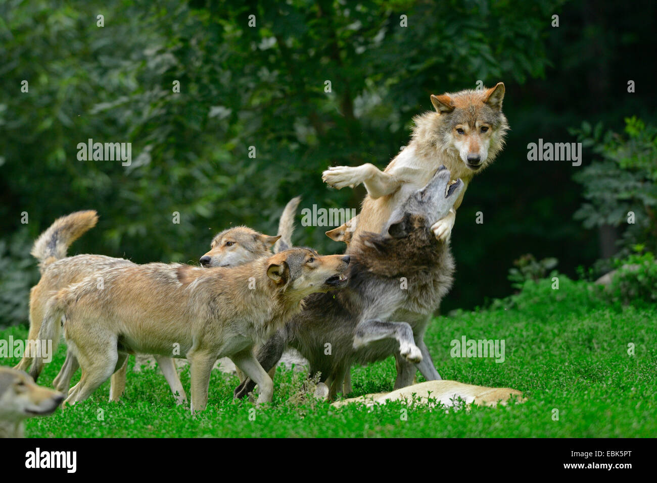 timber wolf (Canis lupus lycaon), wolves fighting for a feed animal ...