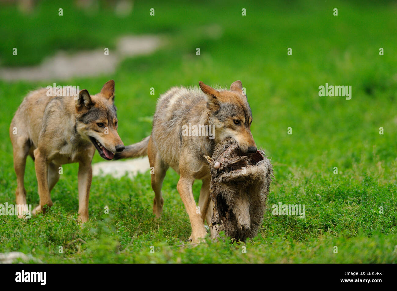 timber wolf (Canis lupus lycaon), following another wolf who carrying ...