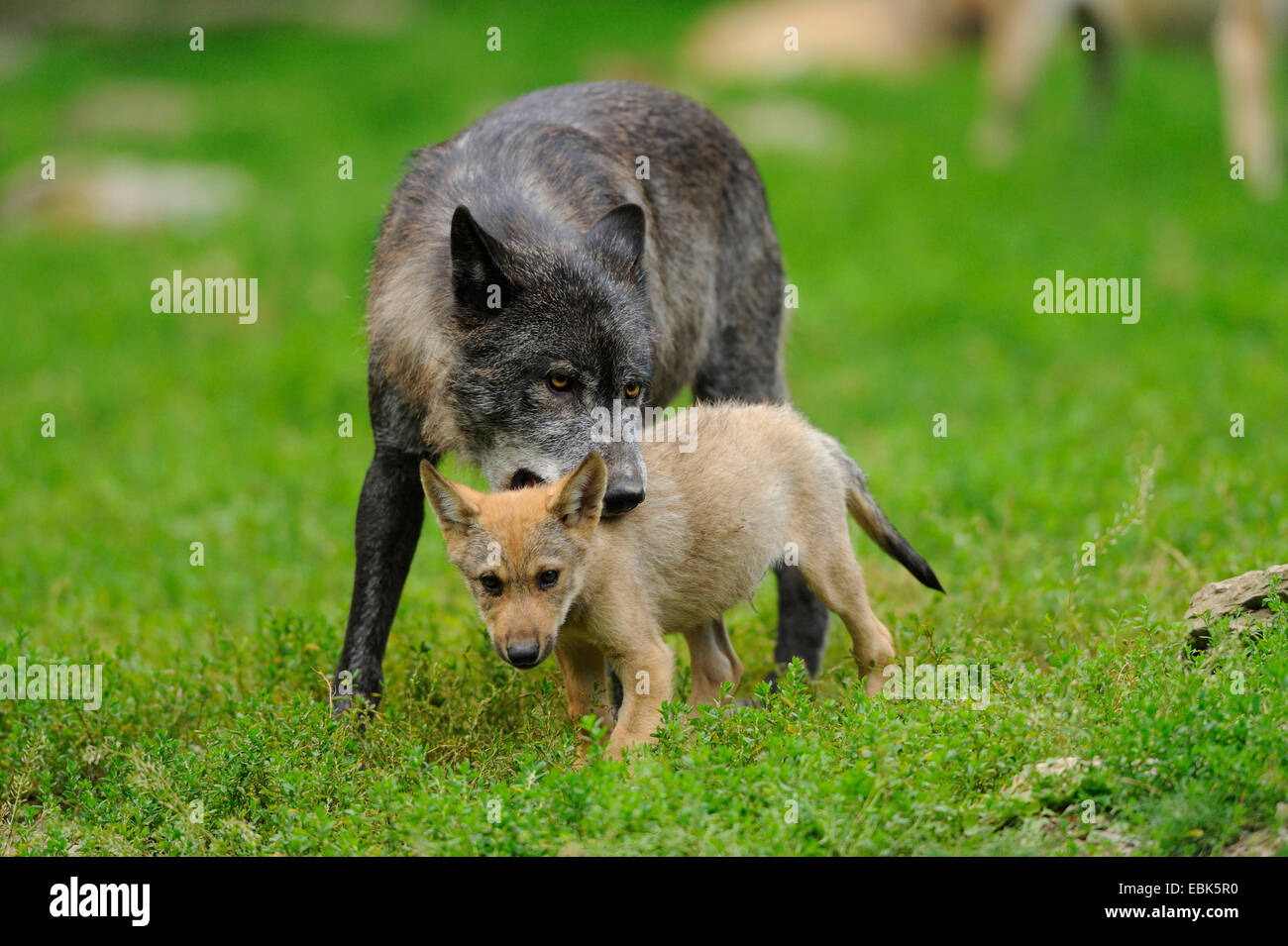 Neck bite hi-res stock photography and images - Alamy
