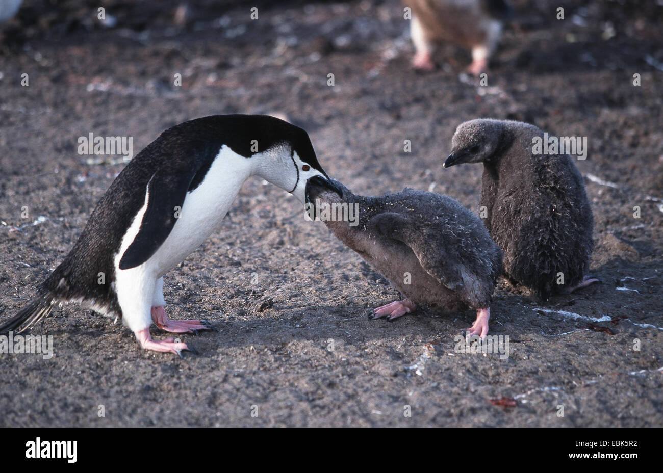 bearded penguin, chinstrap penguin (Pygoscelis antarctica), feeding ...