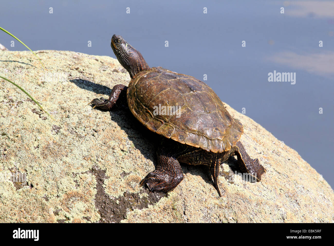 red-eared turtle, red-eared slider (Pseudemys scripta, Trachemys ...