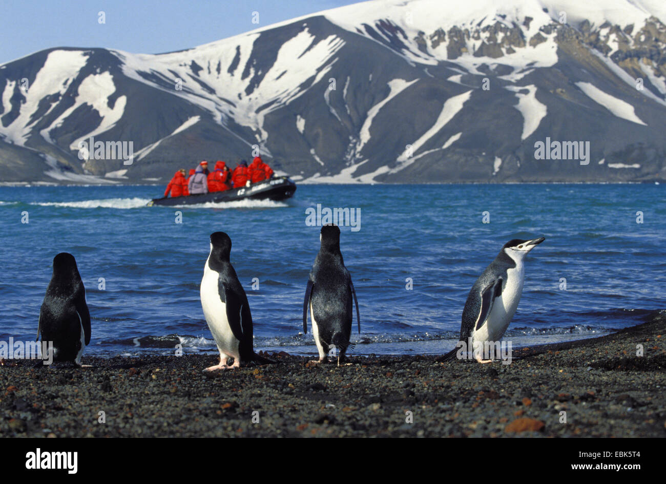 bearded penguin, chinstrap penguin (Pygoscelis antarctica, Pygoscelis ...