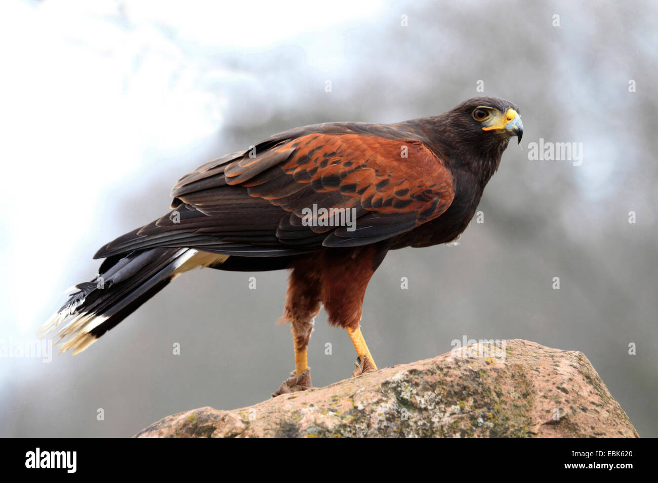 Hawk on a rock hi-res stock photography and images - Alamy
