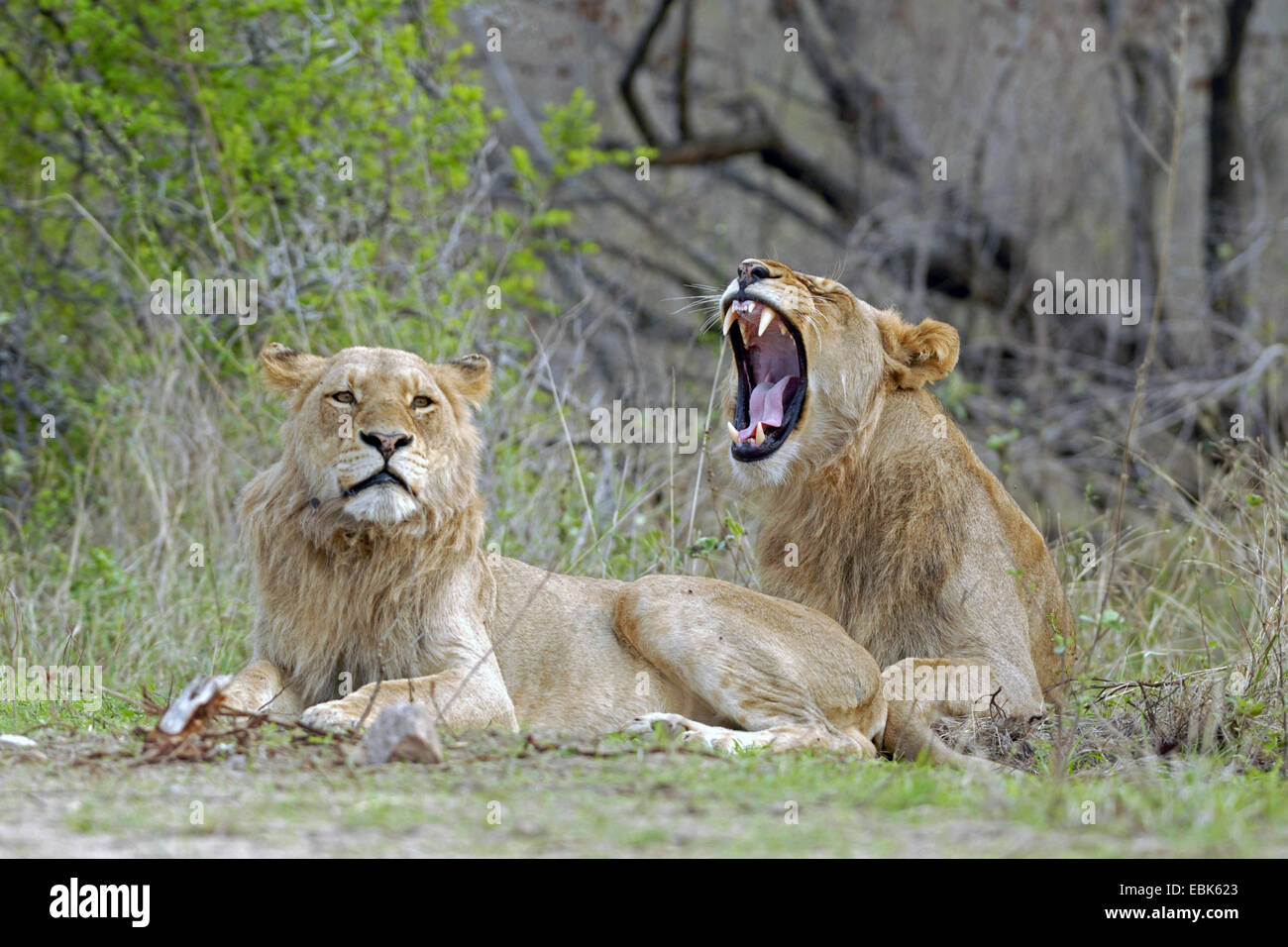 lion (Panthera leo), two males with short manes resting in the shadow ...