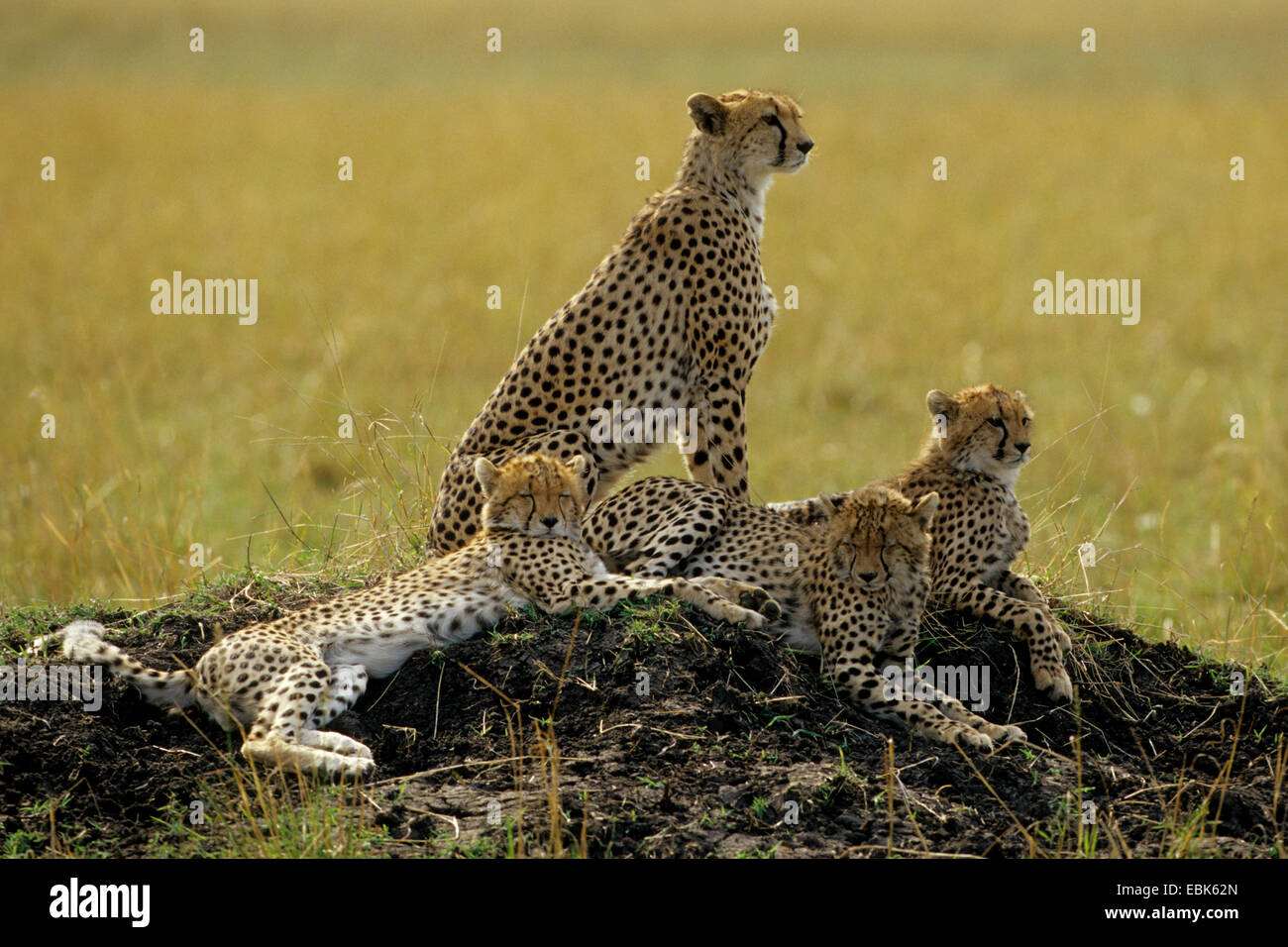 East african cheetahs hi-res stock photography and images - Alamy
