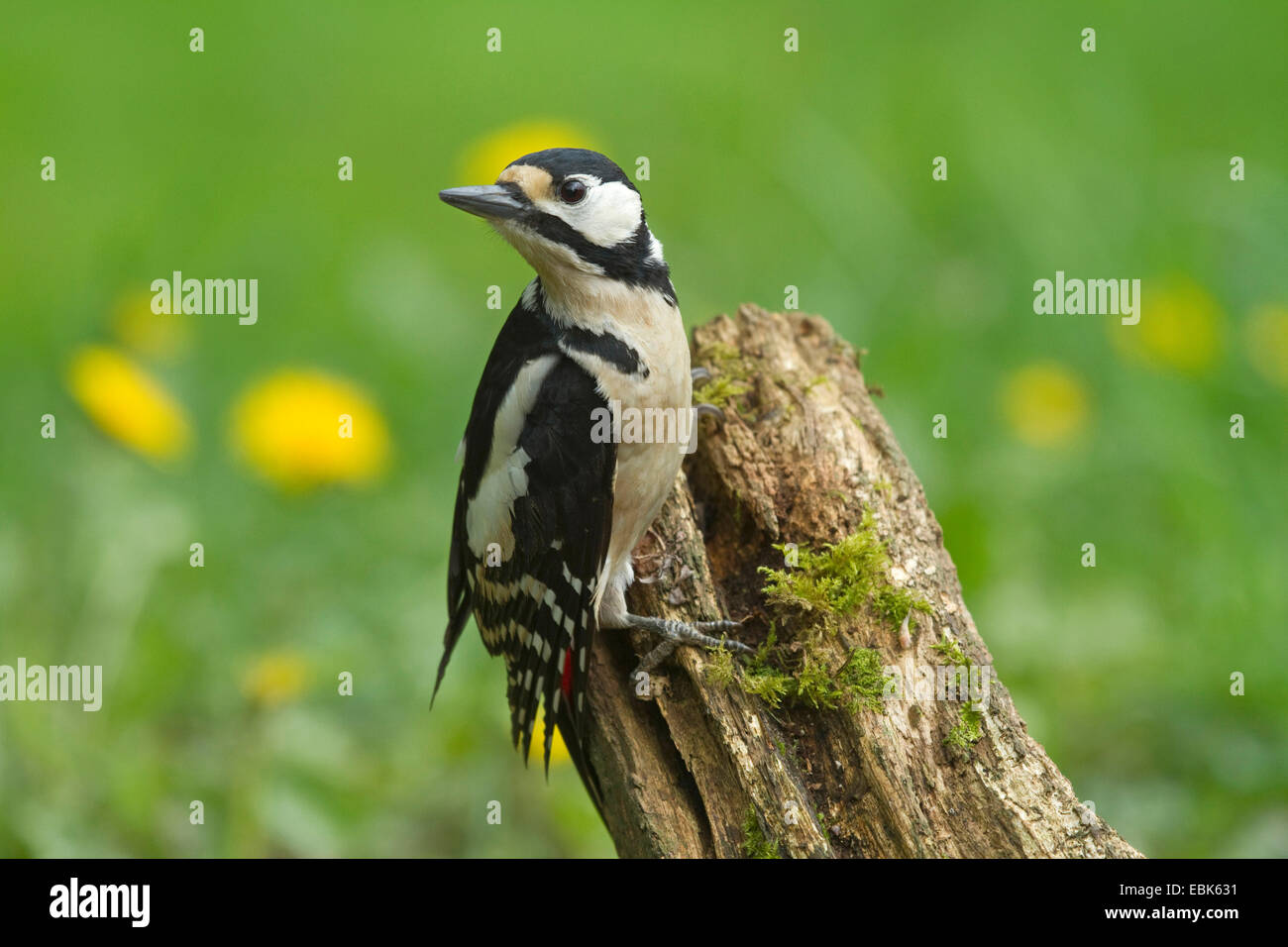 Great spotted woodpecker (Picoides major, Dendrocopos major), sitting ...