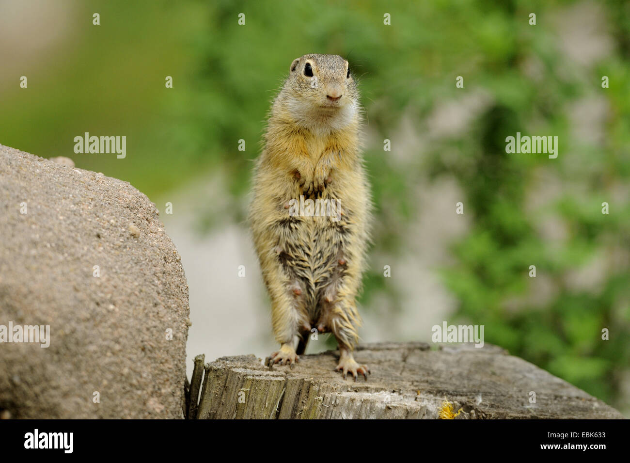 European ground squirrel, European suslik, European souslik (Citellus ...