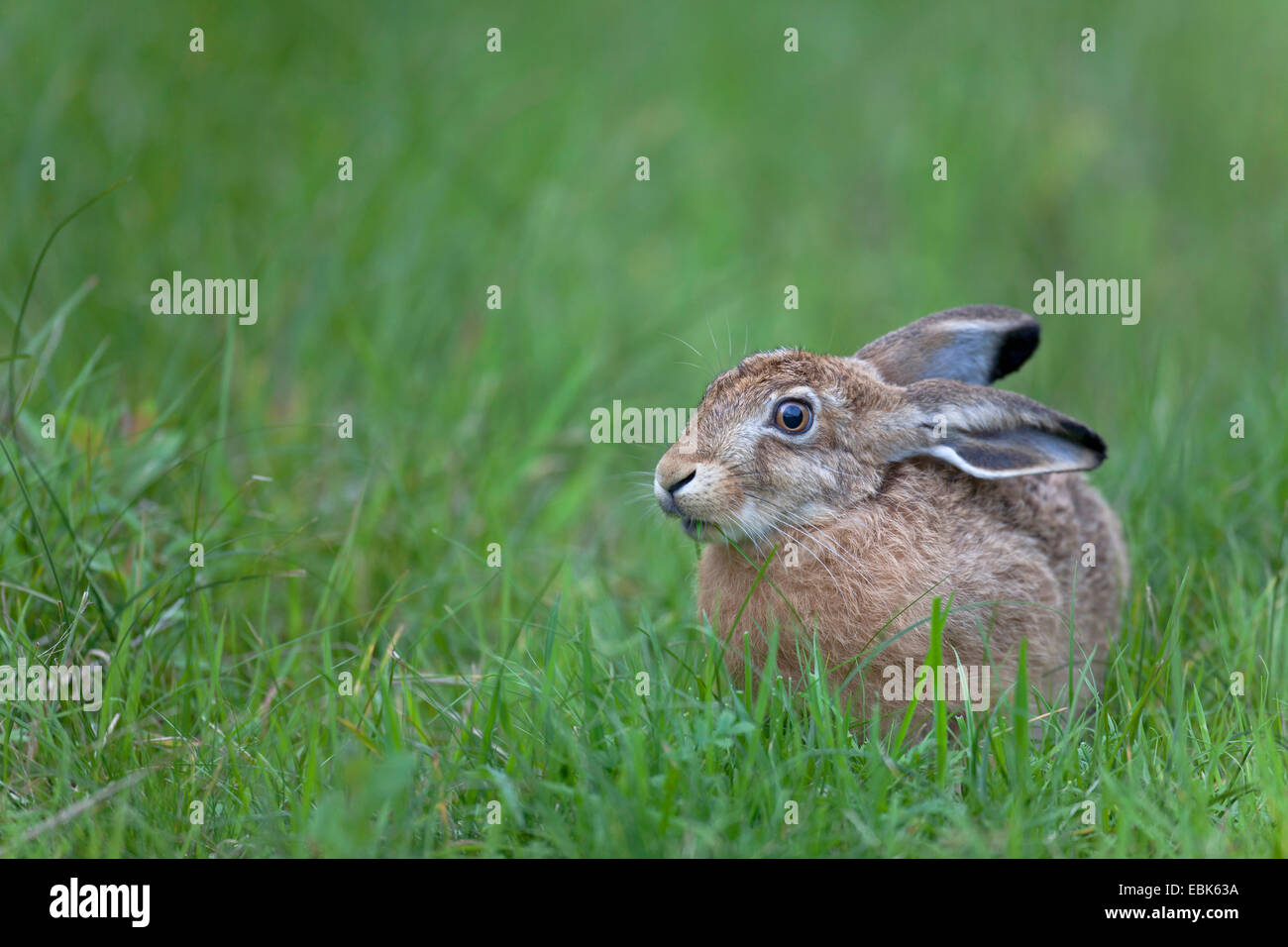 Side view portrait brown hare hi-res stock photography and images - Alamy