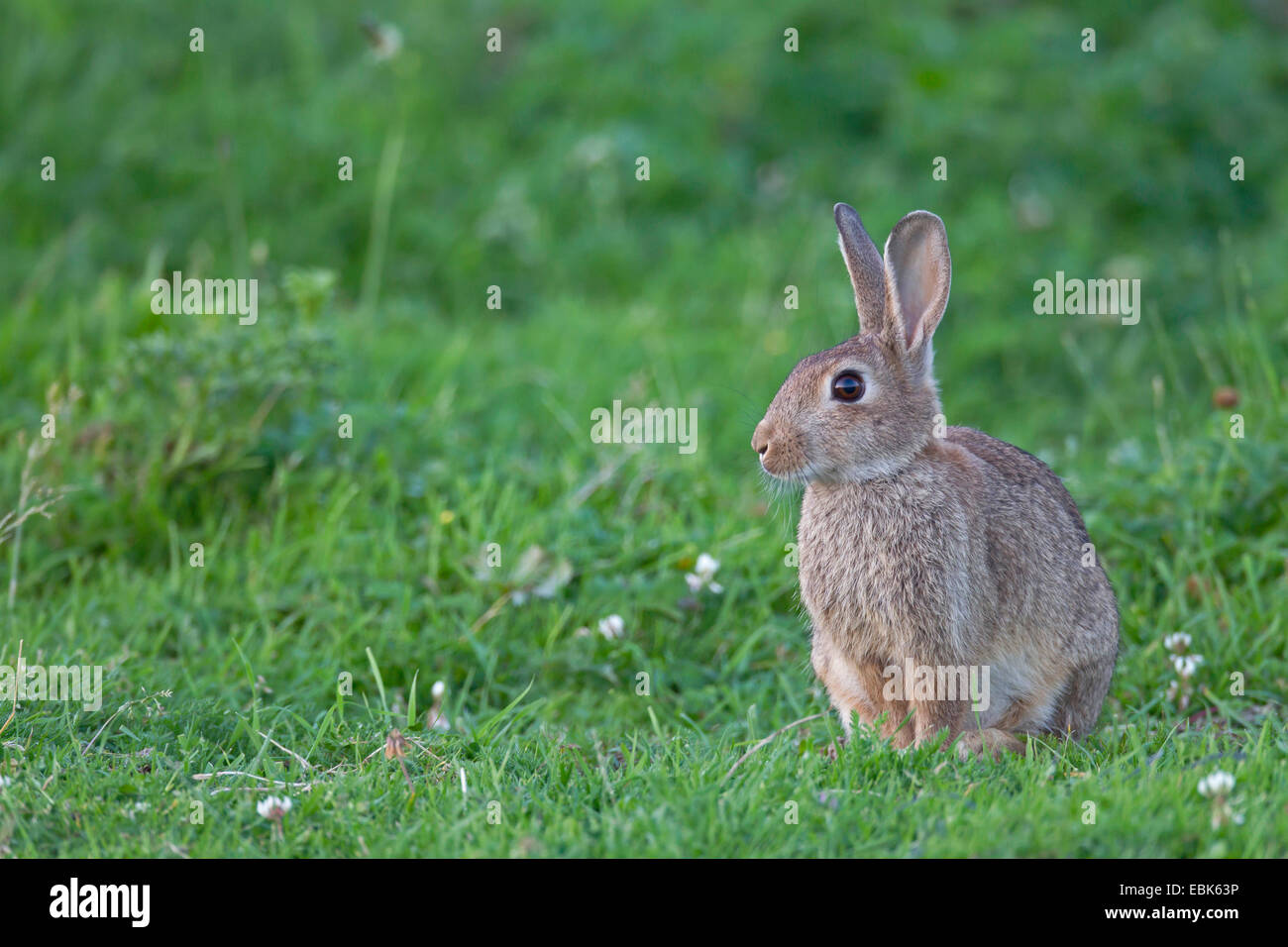 European rabbit (Oryctolagus cuniculus), sitting in a meadow, Germany ...
