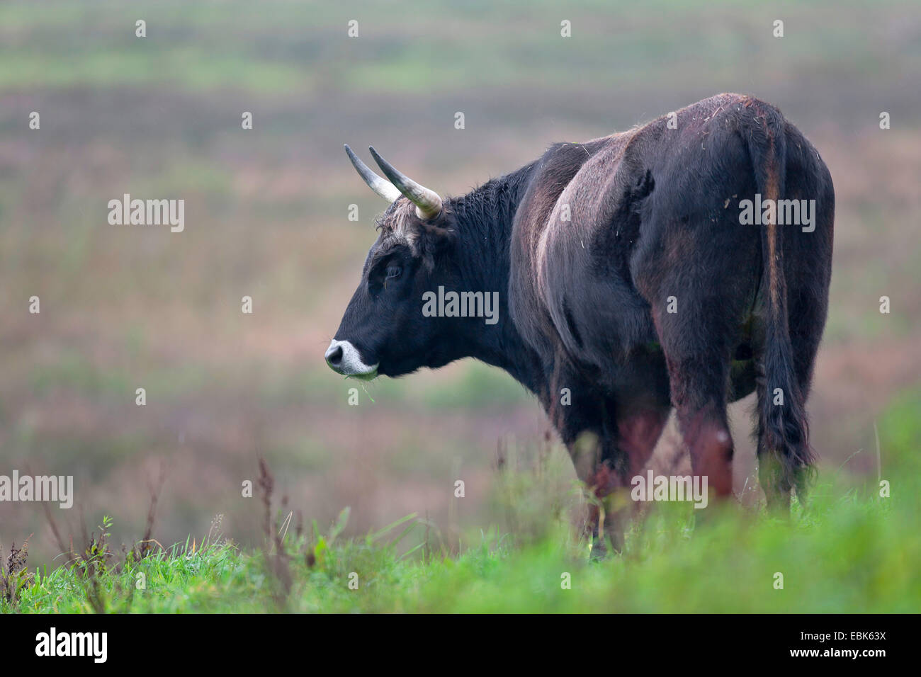 Bos taurus rear view hi-res stock photography and images - Alamy