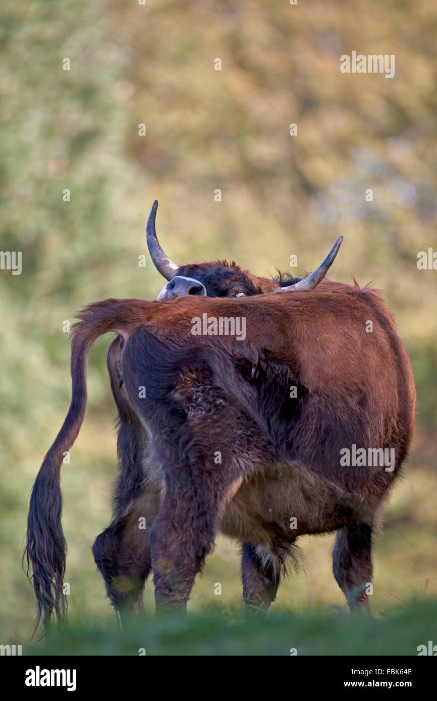 Heck cattle (Bos primigenius f. taurus), cow licking, Aurochs - breed ...