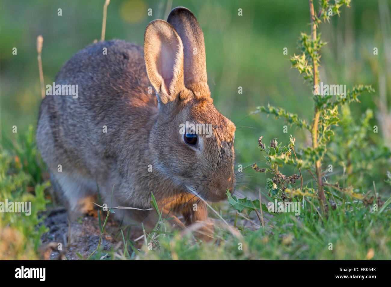 European rabbit (Oryctolagus cuniculus), digging for food in a meadow ...