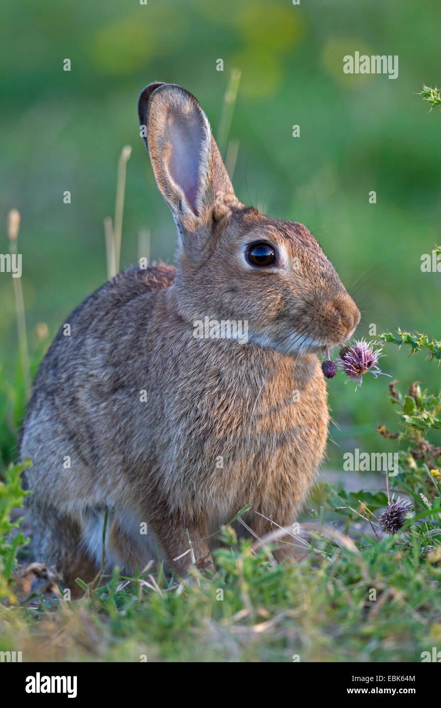 European rabbit (Oryctolagus cuniculus), feeding a thistle, Germany ...
