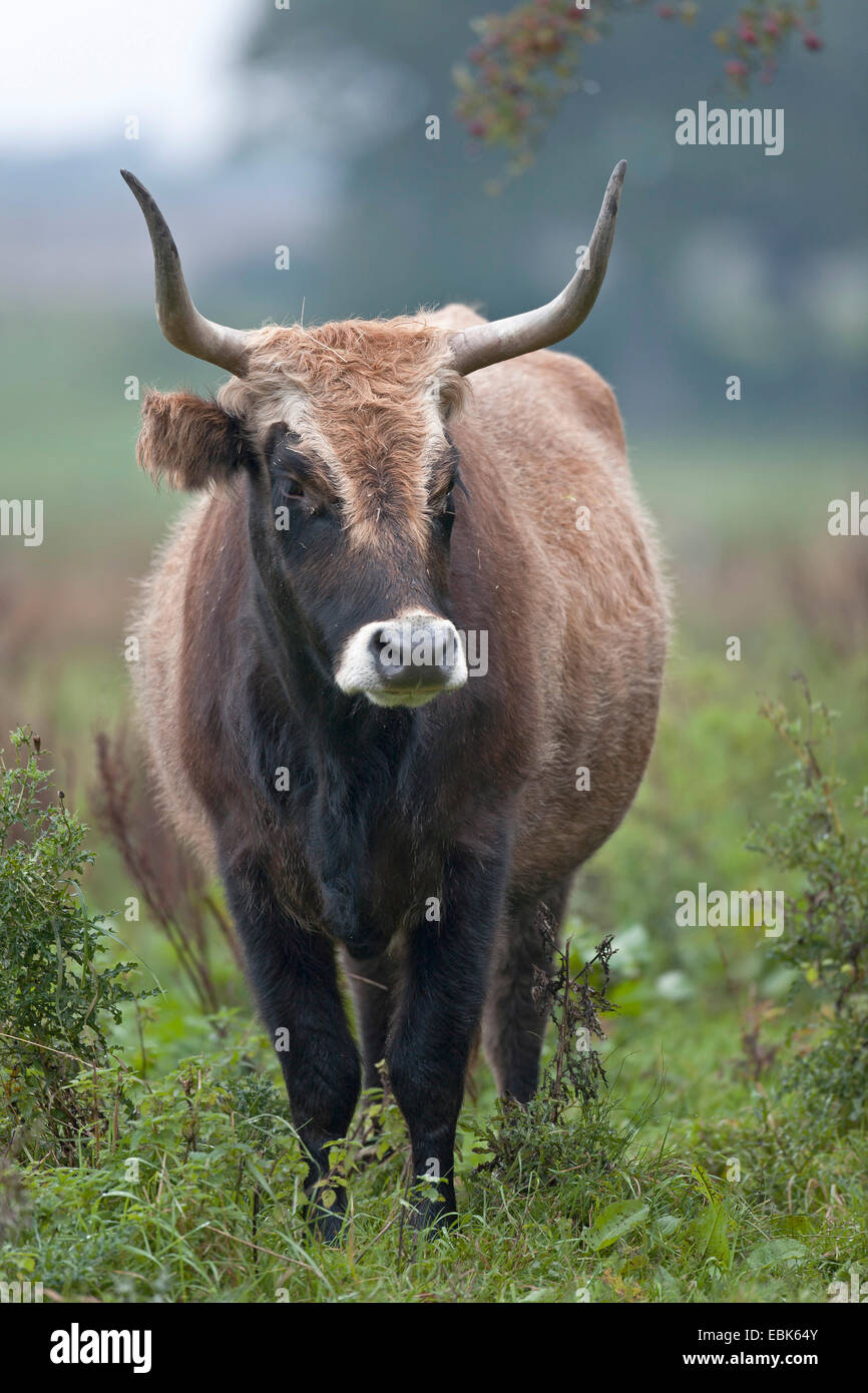 Heck cattle (Bos primigenius f. taurus), cow in a pasture, Aurochs ...