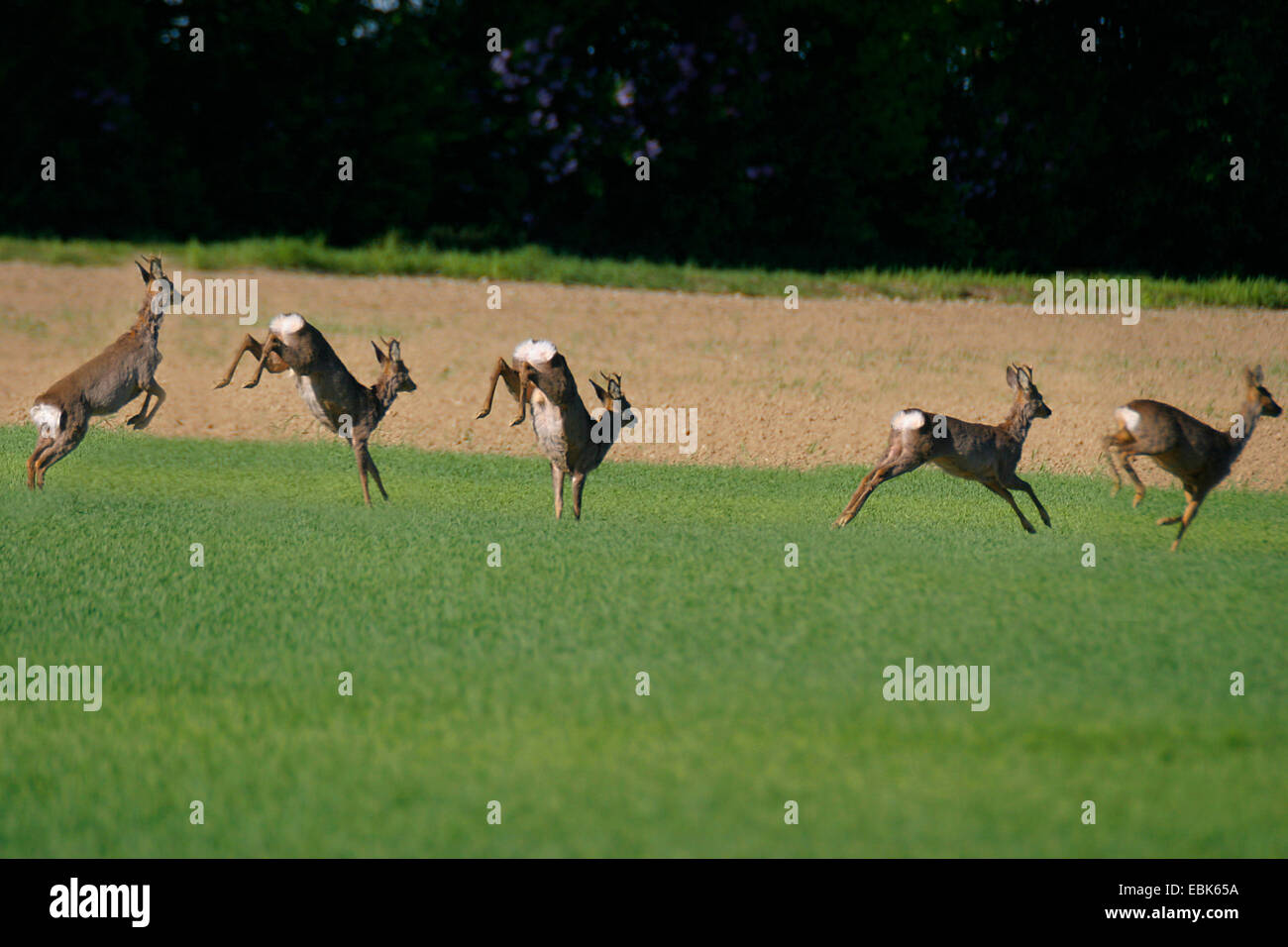 roe deer (Capreolus capreolus), Deer escaping, Austria Stock Photo - Alamy