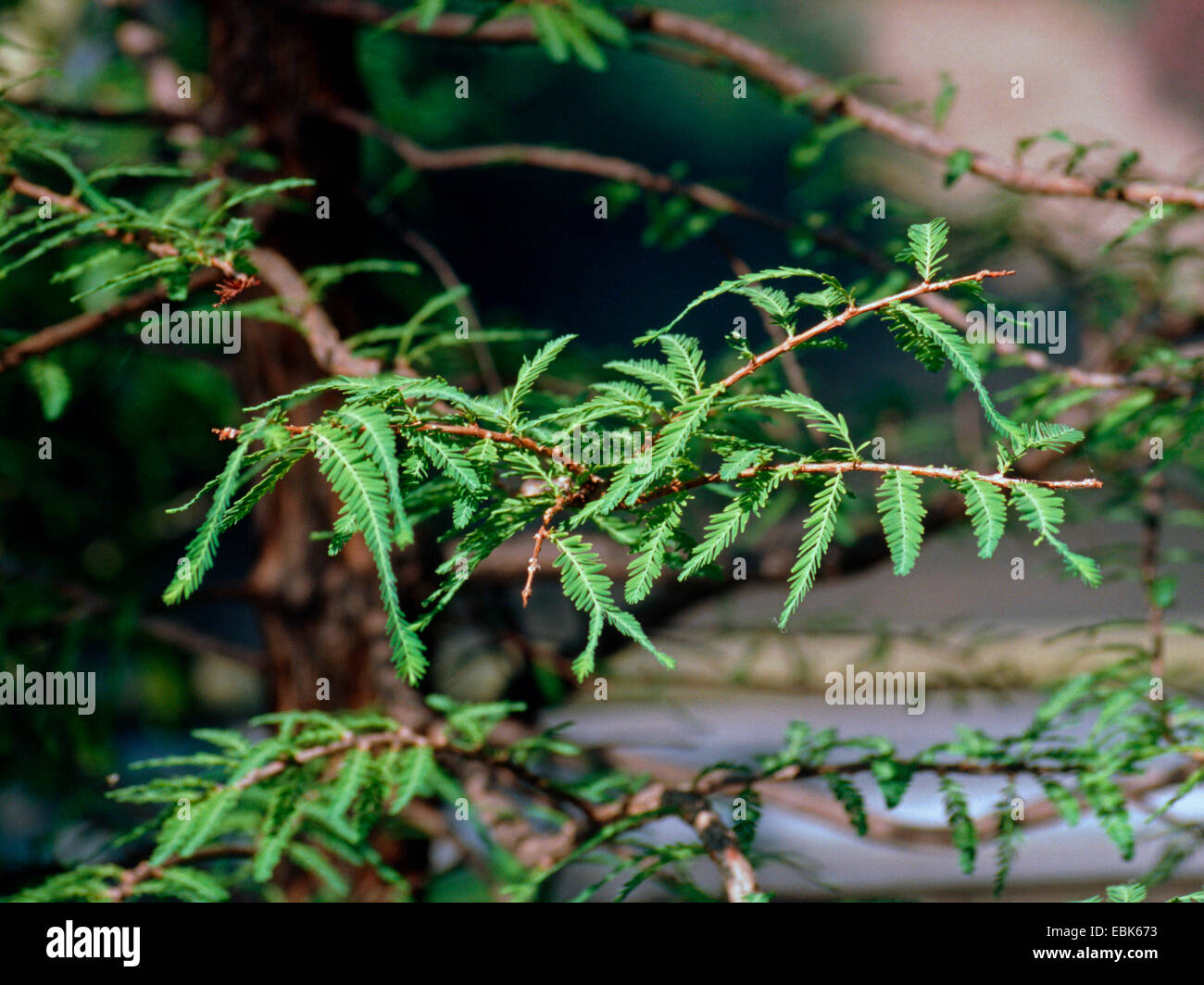 Tree branches montezuma cypress taxodium mucronatum hi-res stock ...
