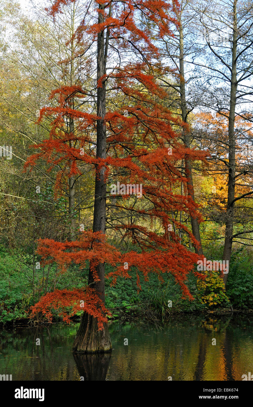 baldcypress (Taxodium distichum), in autumn Stock Photo - Alamy