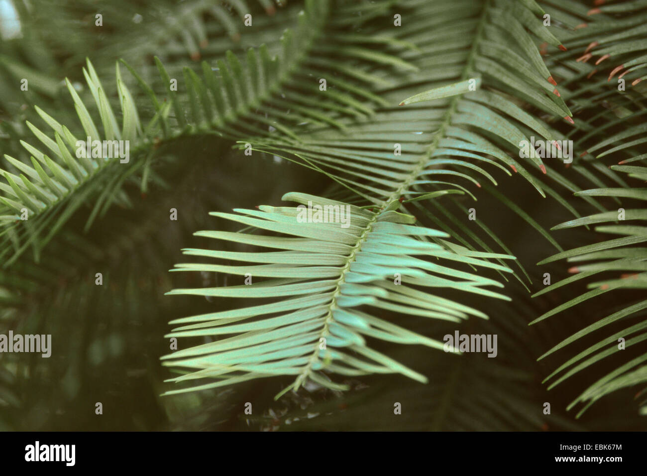 Wollemi pine hi-res stock photography and images - Alamy