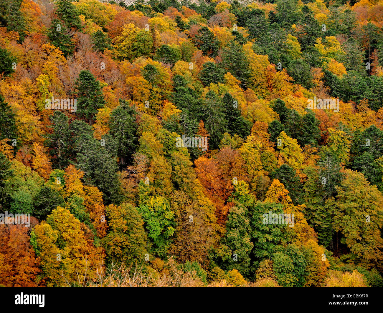 Autumn forest in the vosges mountains hi-res stock photography and ...