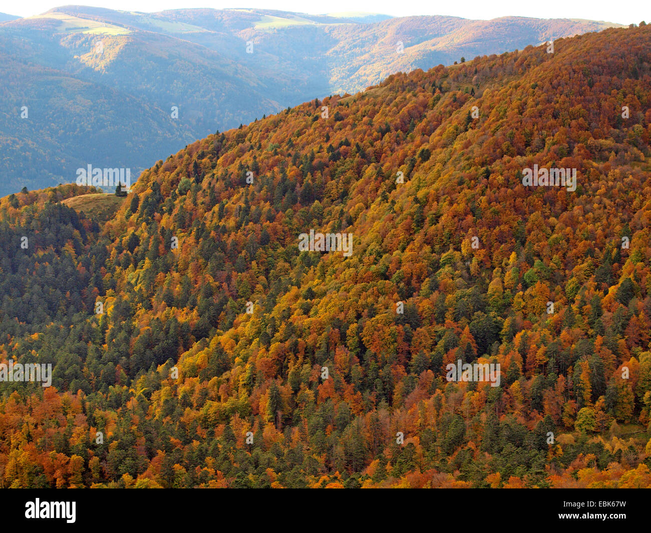 autumn wood of Higher Vosges, France, Alsace, Vosges Mountains Stock ...