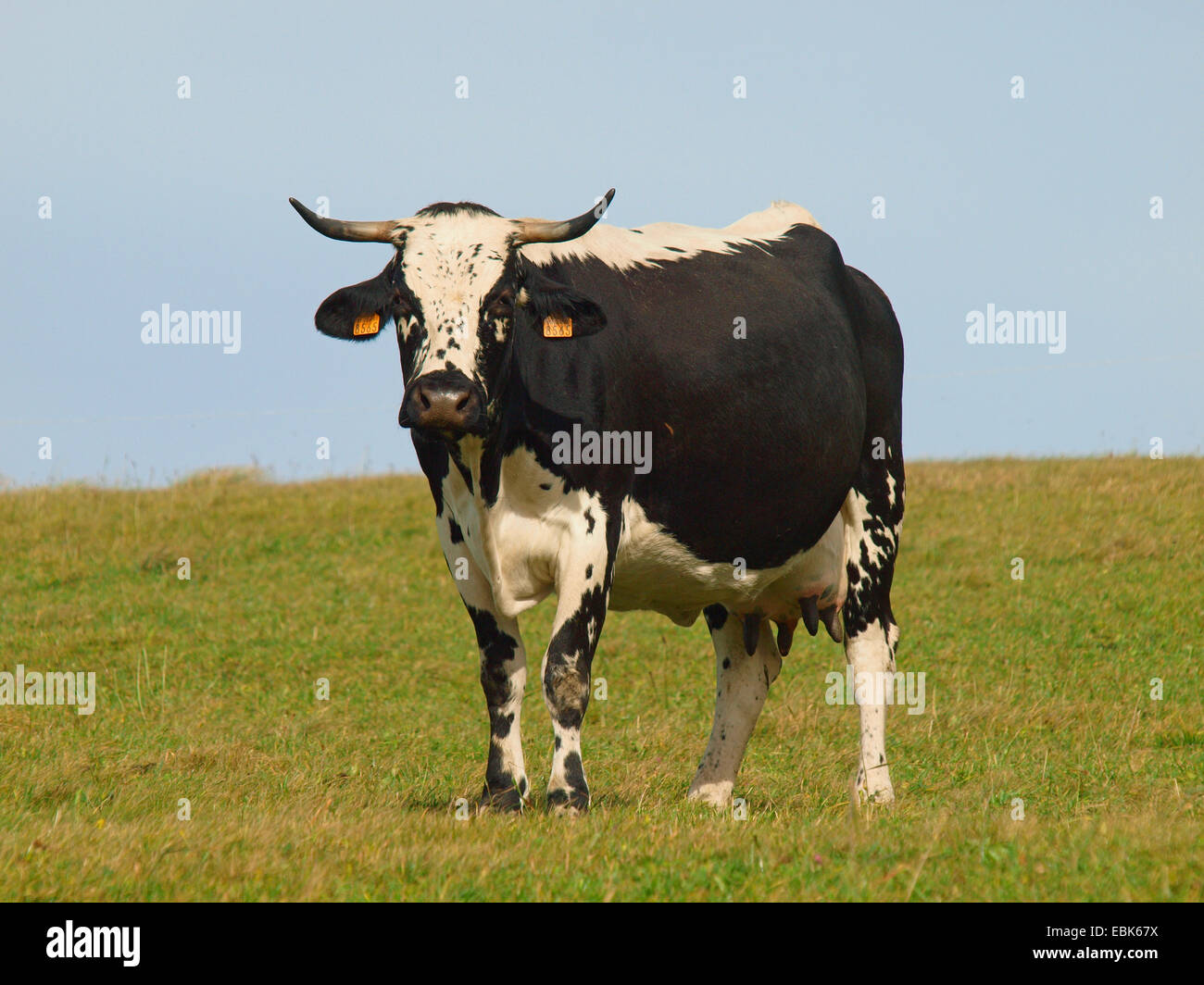 Vosges cattle hi-res stock photography and images - Alamy