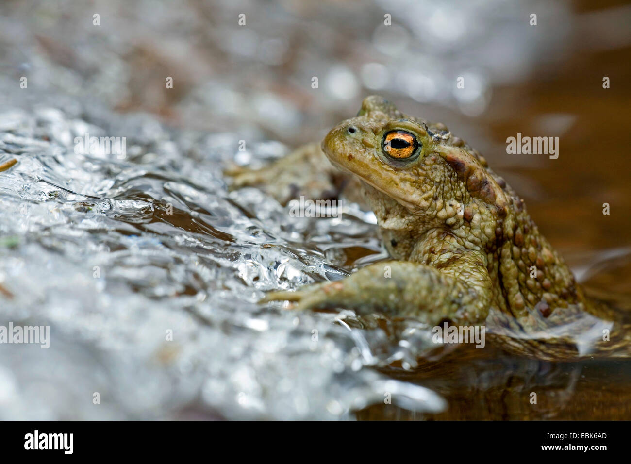 Lateral border hi-res stock photography and images - Alamy
