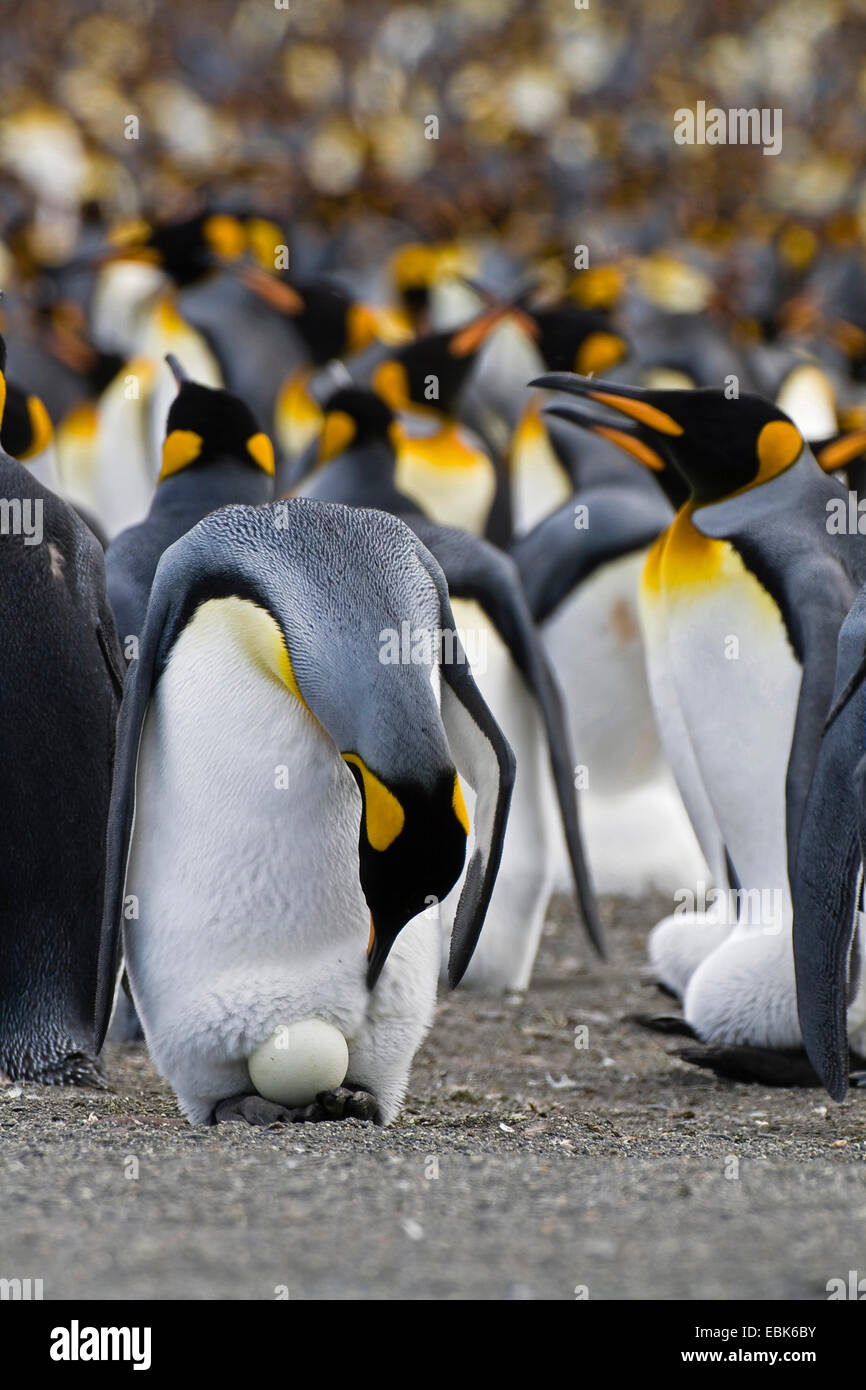 king penguin (Aptenodytes patagonicus), with egg in colony ...