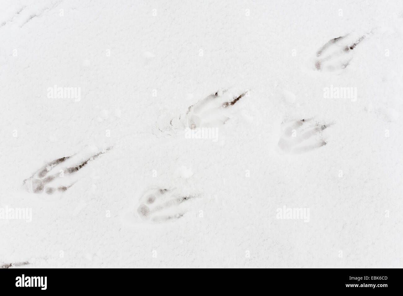 Penguin tracks hi-res stock photography and images - Alamy