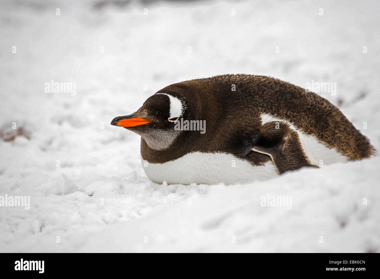 Sleeping birds eye view hi-res stock photography and images - Alamy