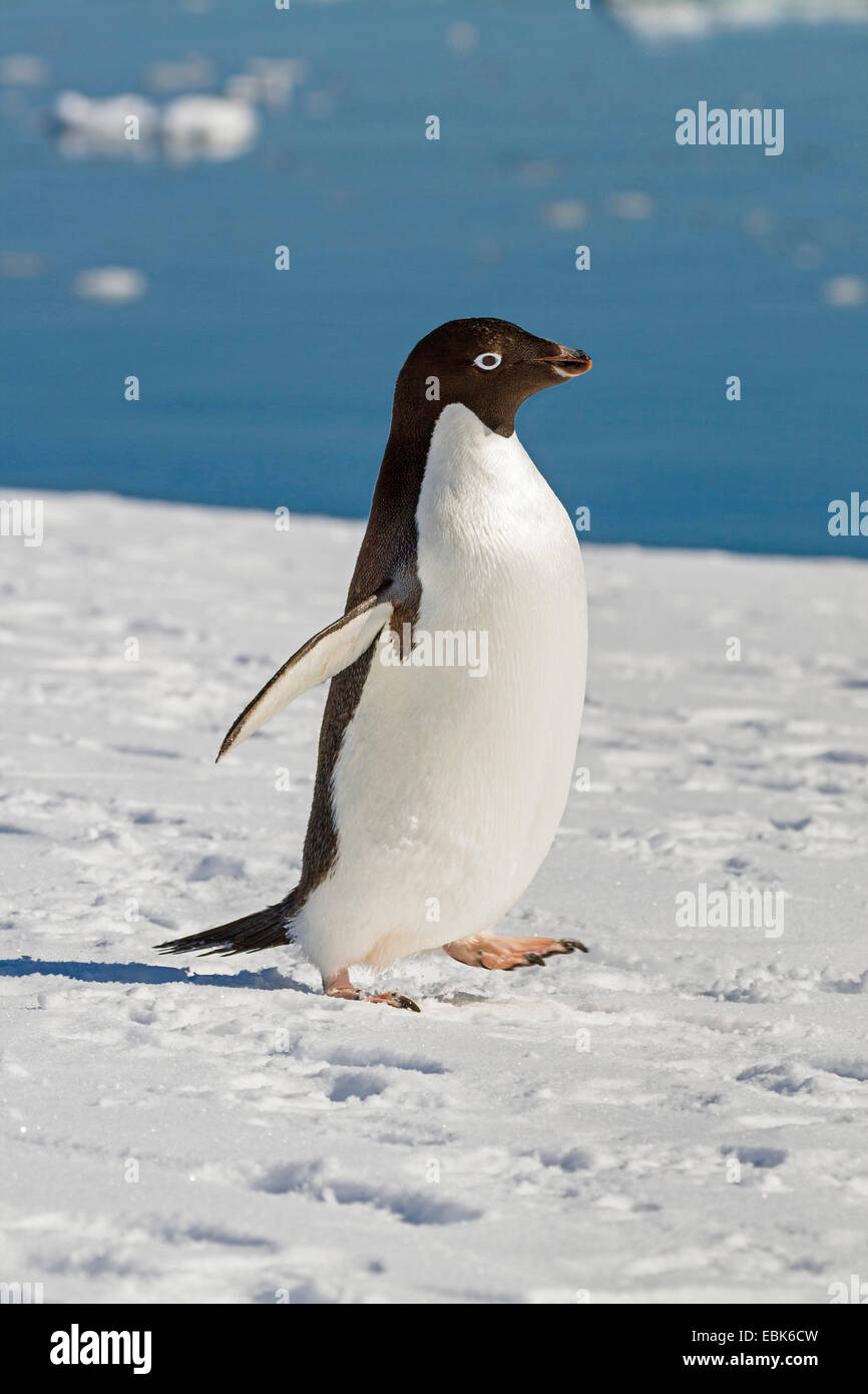 adelie penguin (Pygoscelis adeliae), walking in snow, Antarctica Stock ...