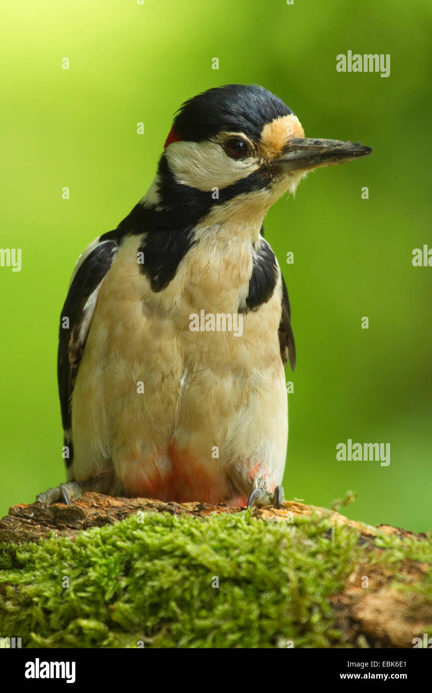 Spotted squeaker hi-res stock photography and images - Alamy