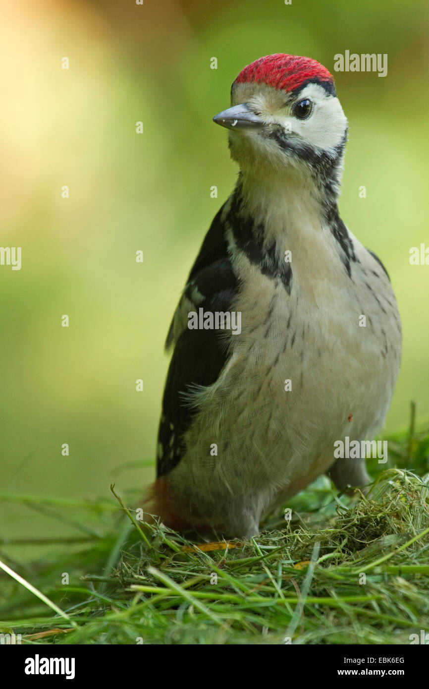 Woodpecker on grass hi-res stock photography and images - Alamy