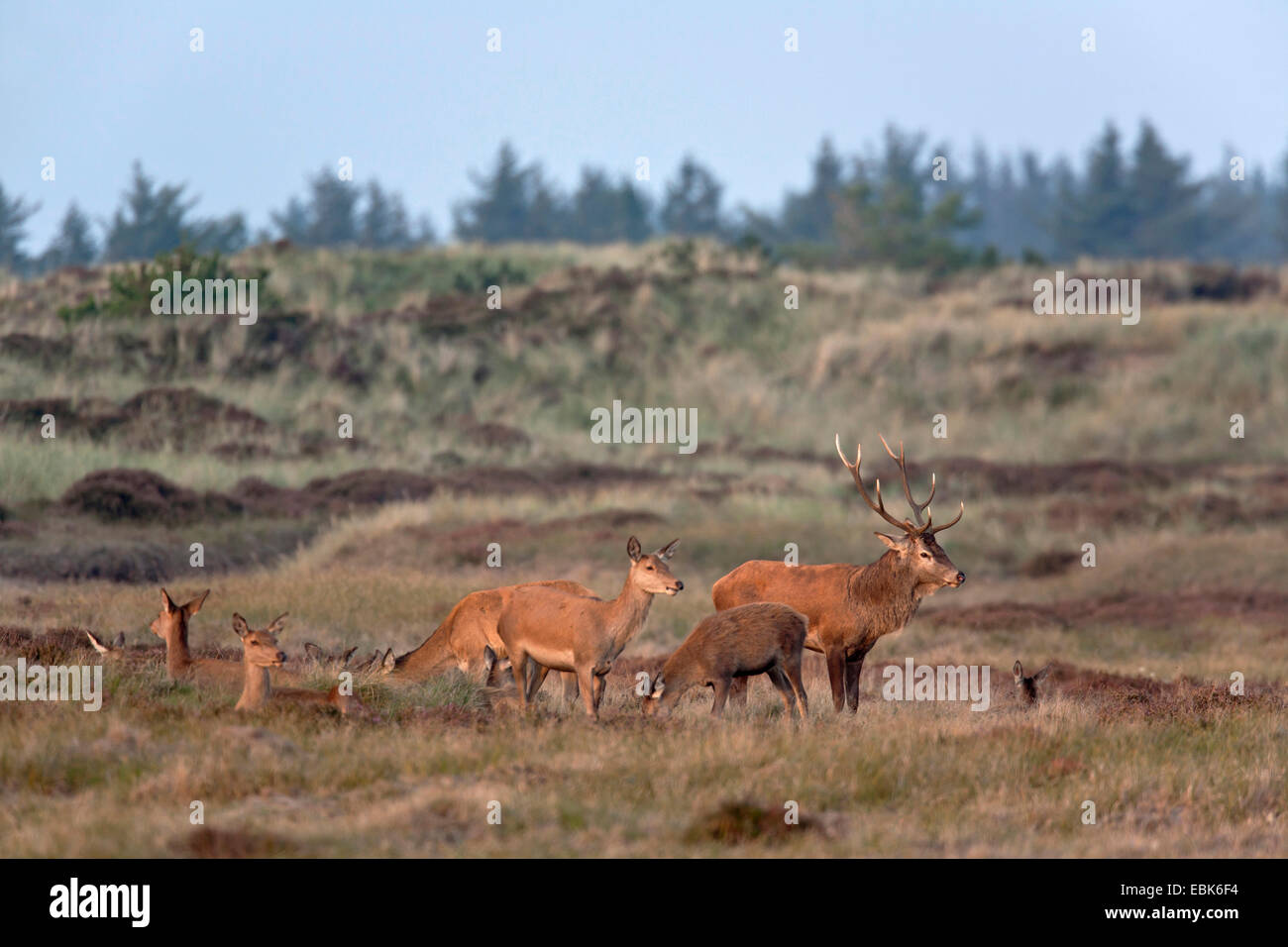 red deer (Cervus elaphus), group in a hilly meadow landscape, Denmark ...