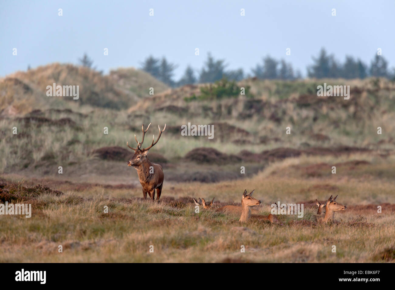 Deer in the landscape hi-res stock photography and images - Alamy