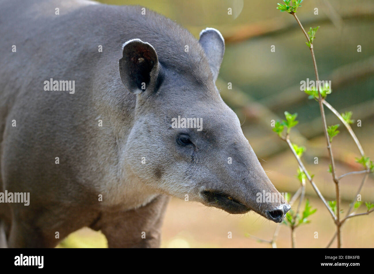 Brazilian tapir, South American tapir (Tapirus terrestris), portrait of ...