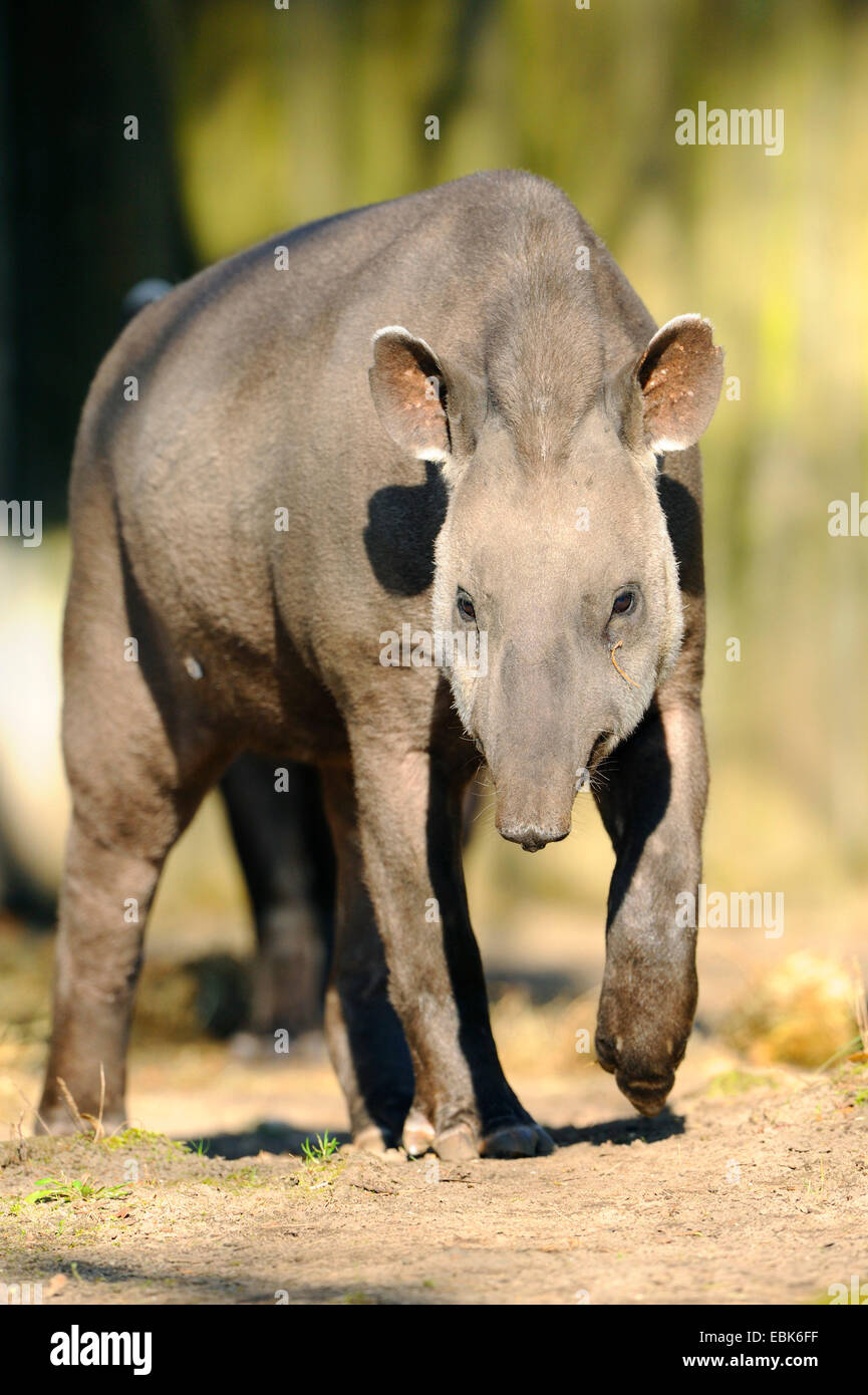 Brazilian tapir, South American tapir (Tapirus terrestris), walking Stock Photo - Alamy