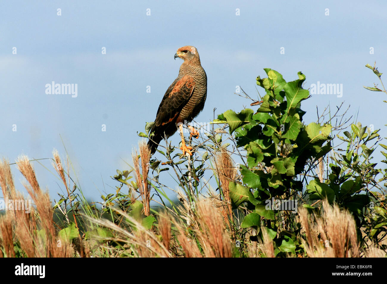 savannah hawk (Buteogallus meridionalis), sitting on a bush, Brazil ...
