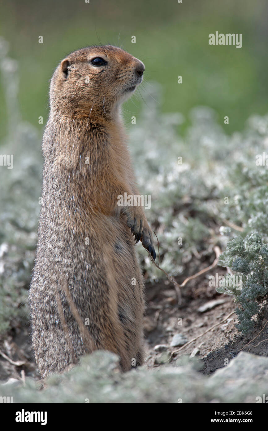 Arctic ground squirrel (Citellus parryi, Citellus undulatus ...