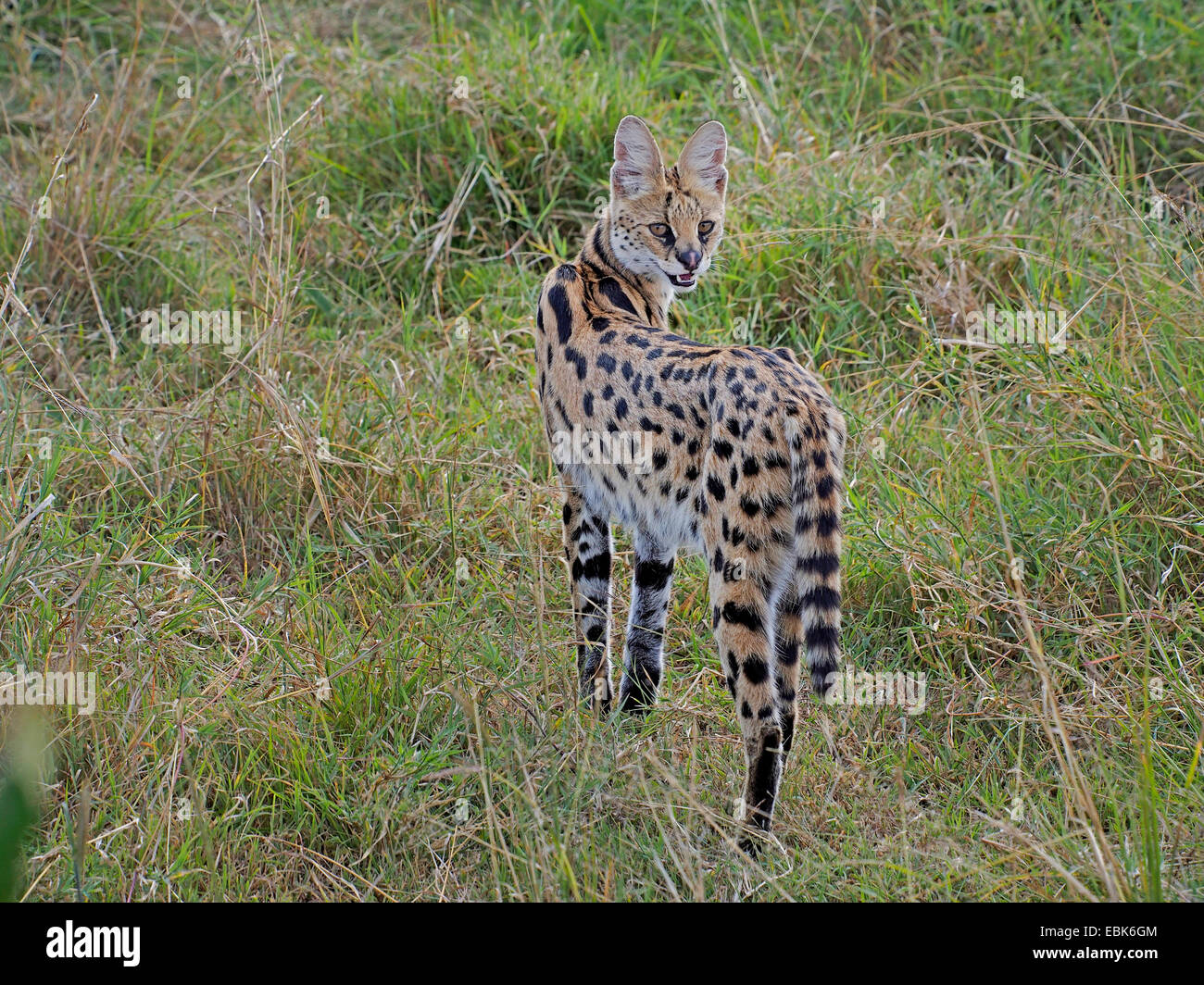 serval (Leptailurus serval, Felis serval), standing in savanna looking back, Kenya, Masai Mara ...