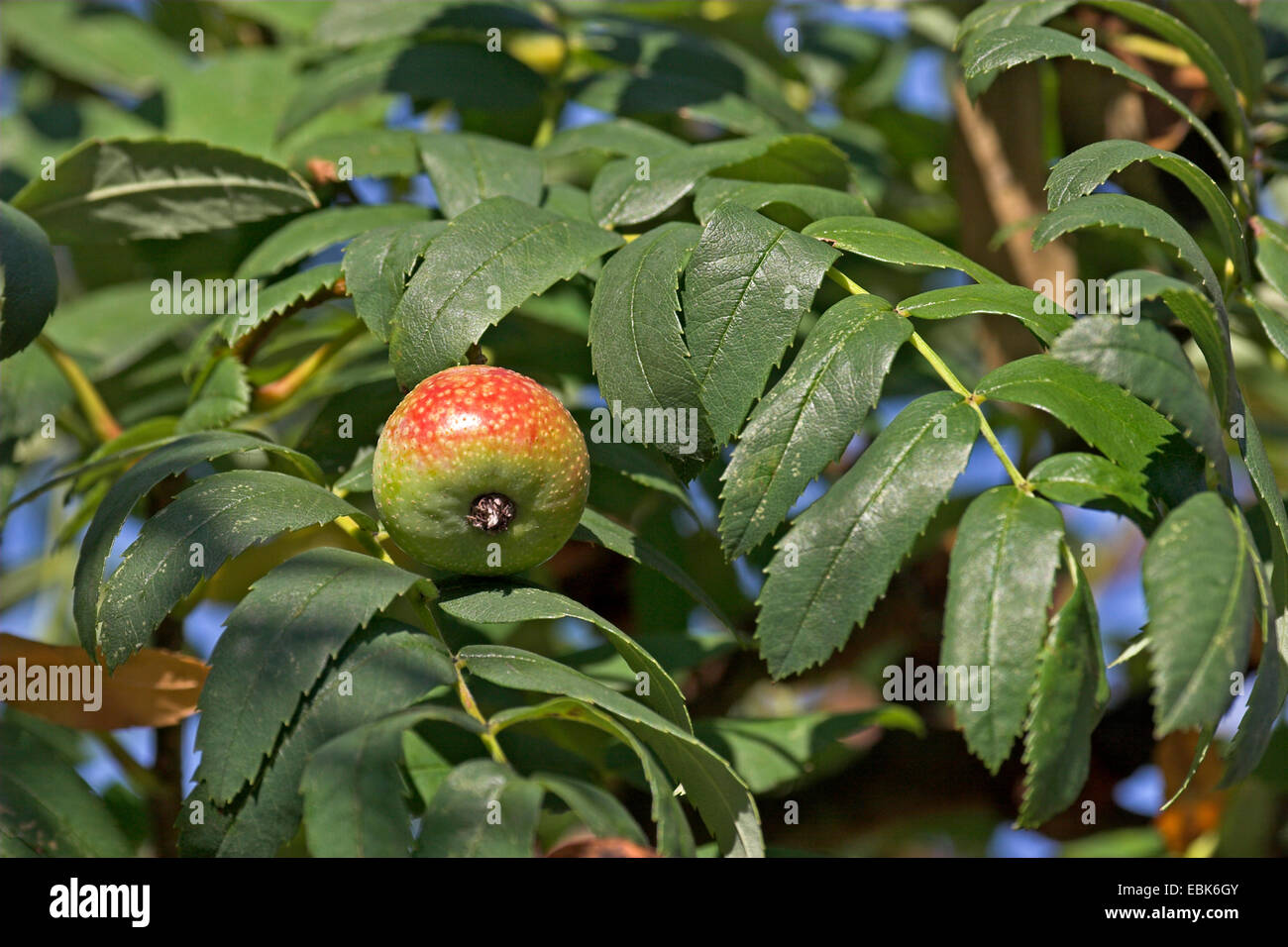 Service trees sorbus domestica hi-res stock photography and images - Alamy