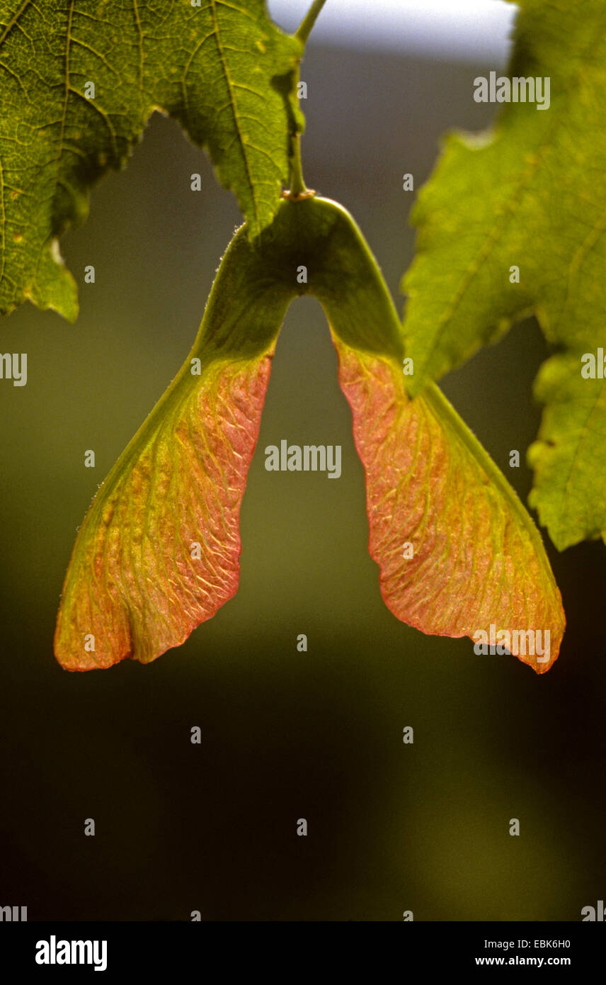 sycamore maple, great maple (Acer pseudoplatanus), fruit Stock Photo ...