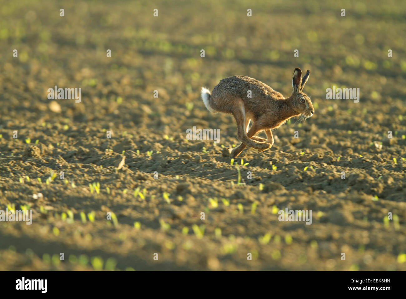 Hare running fast hi-res stock photography and images - Alamy