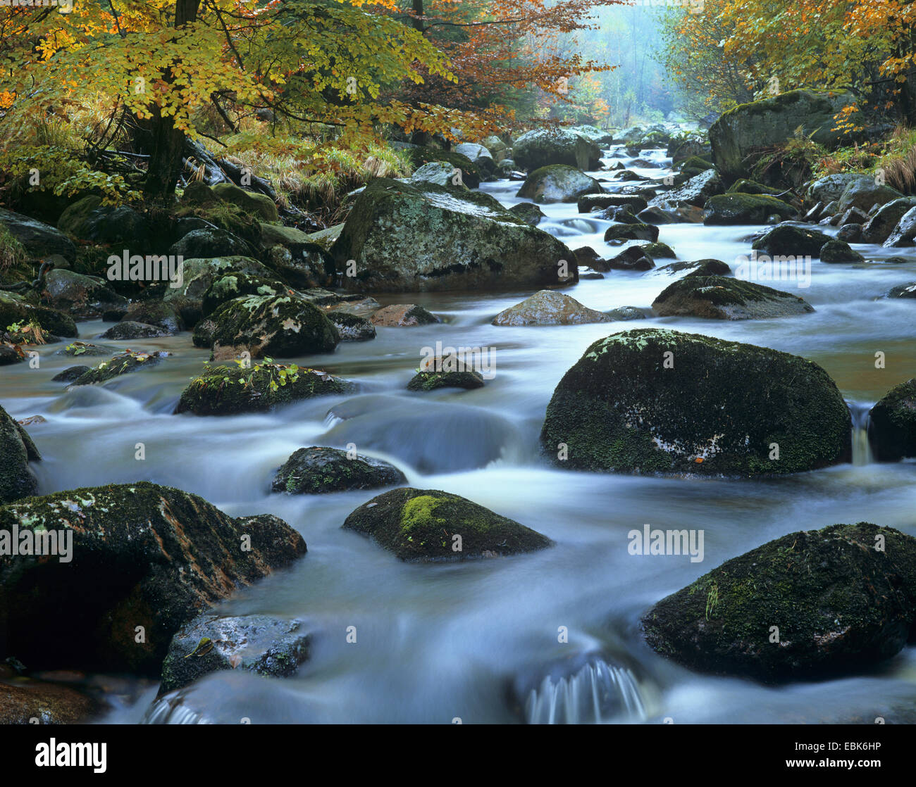 creek Kalte Bode, Germany, Harz National Park Stock Photo - Alamy
