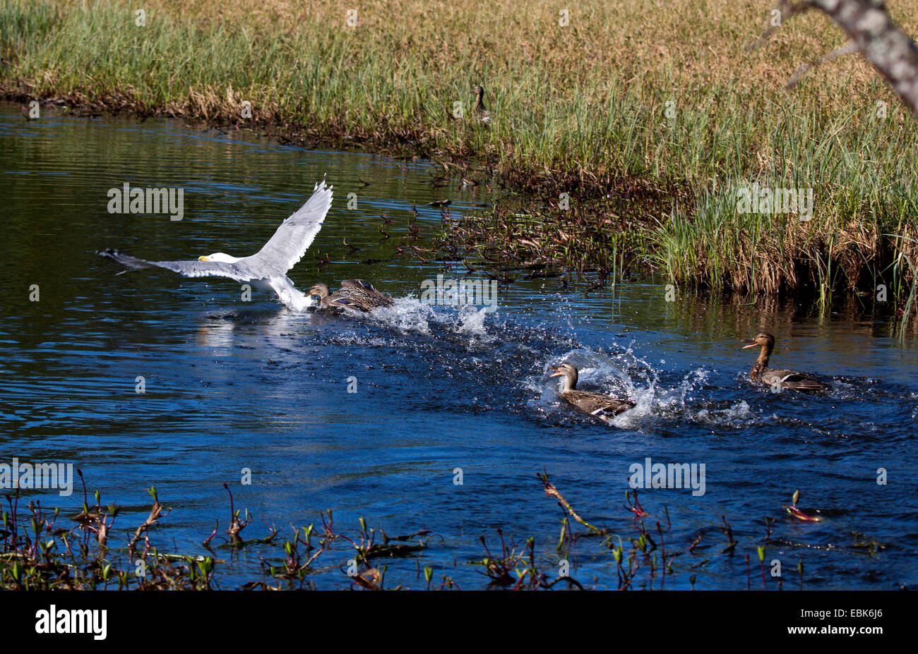 Chased By Animals High Resolution Stock Photography and Images - Alamy